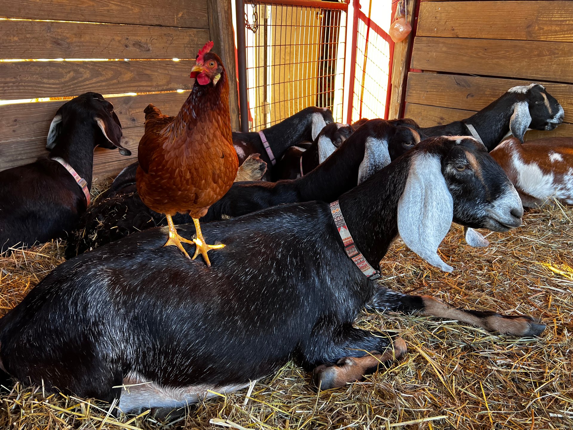 Gallery - shepherdswatchfarm